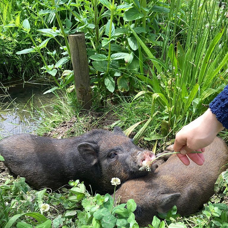 pigs | Swiss Wanderlust